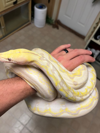 Adult Female 62.5% D/SD Purple Snow Reticulated Python by JMac Reptiles