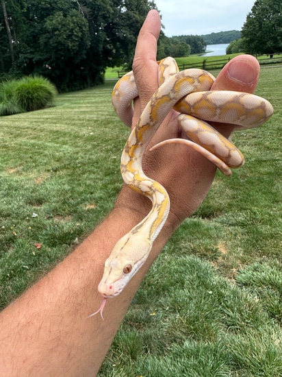 Female 62.5% SD/D Purple Snow Reticulated Python by JMac Reptiles