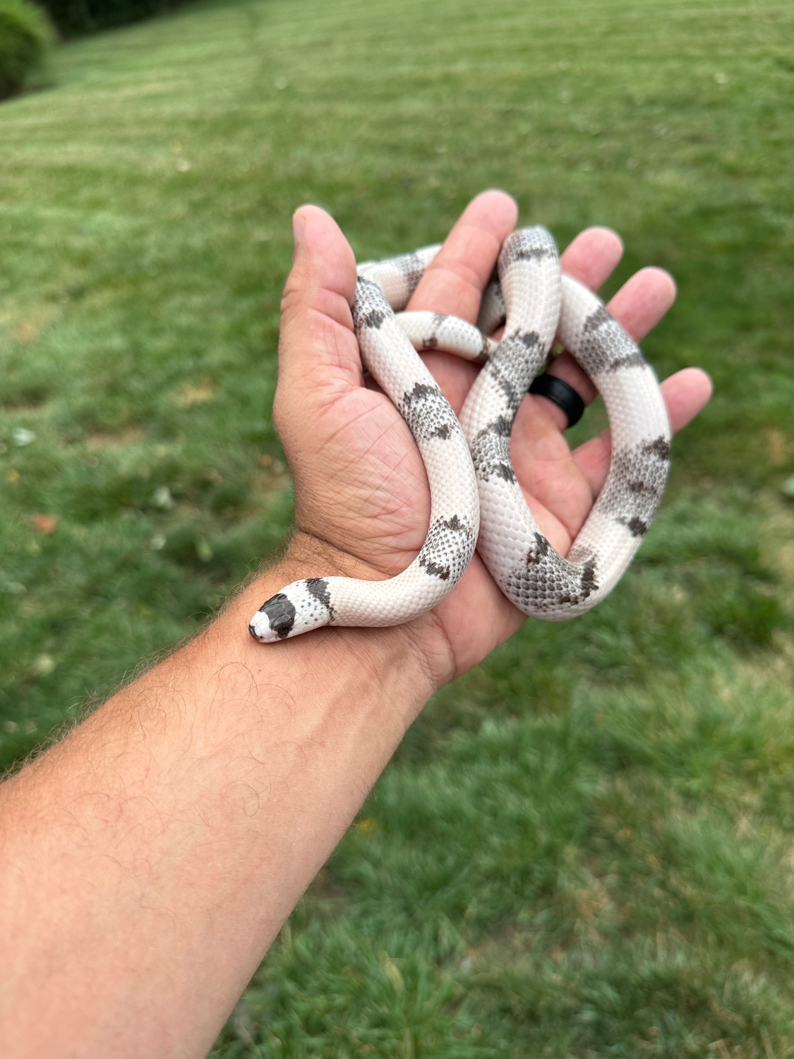 Ghost Honduran Milk Snake by JMac Reptiles - MorphMarket