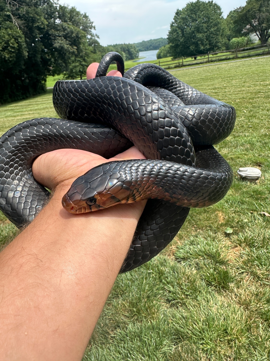 Eastern Indigo Cribo & Indigo Snakes by JMac Reptiles - MorphMarket