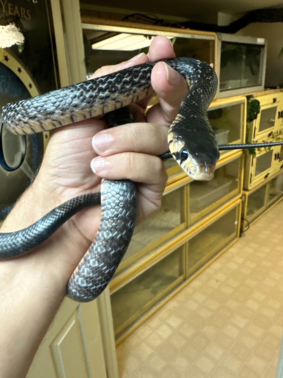 Guerrero Mexican Indigo Indigo Snake by JMac Reptiles - MorphMarket