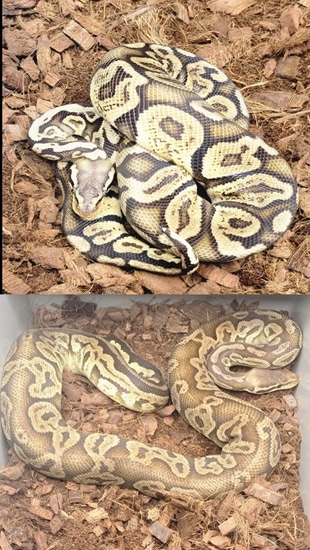 2.2 Group Ball Pythons by JSK Reptiles