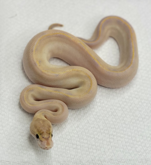 Ivory 50% DBL Het Albino Clown Ball Python by JSK Reptiles