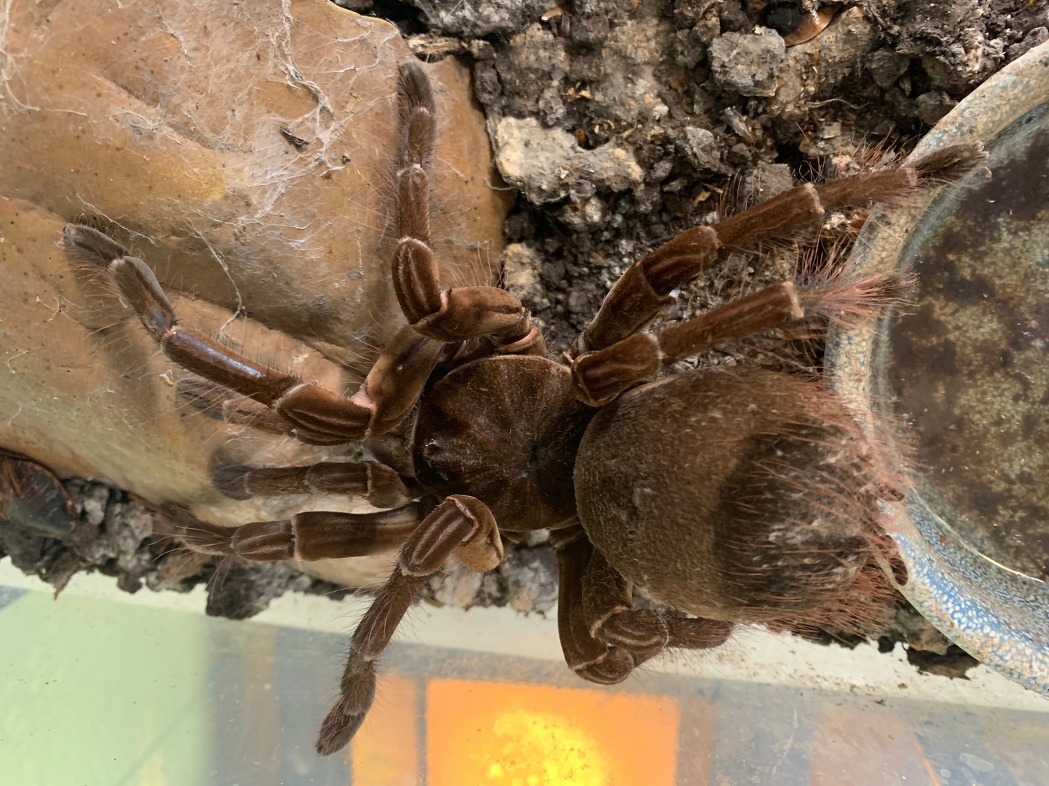 2 Penultimate Theraphosa Stirmi Tarantula by Jeffrey scott - MorphMarket