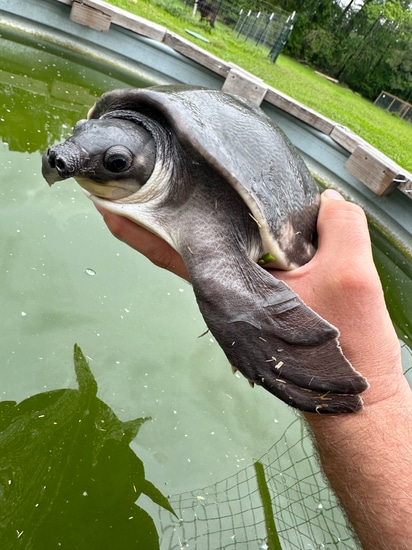 Pair Fly Rivers Fly River Turtle by Jeffrey scott