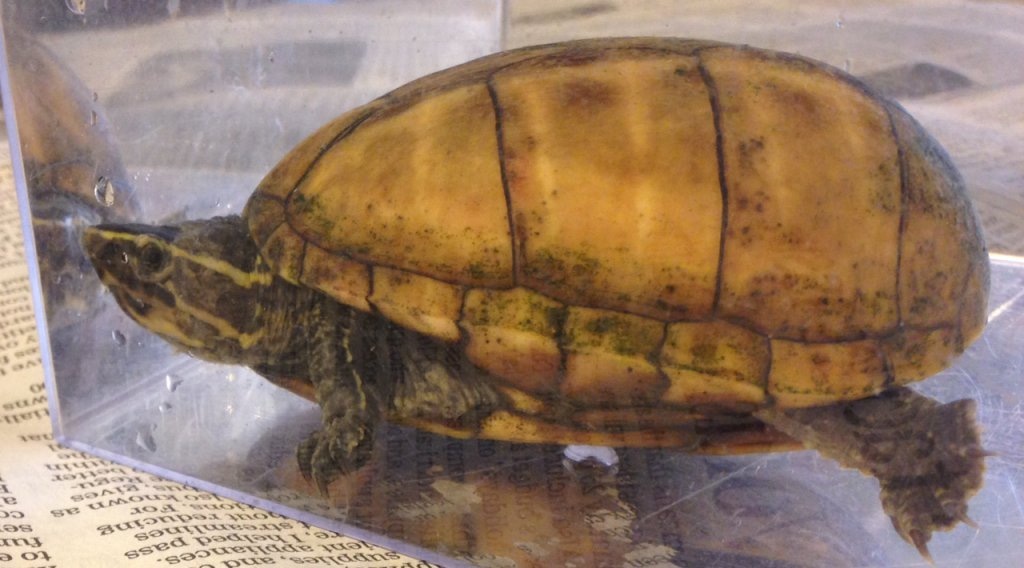 CB Blonde Phase Striped Muds (Baurii) Mud & Musk Turtle by Jeff Serrao ...