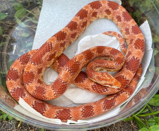 Proven Red Factor Amel (Het Snow/Anery) Female Corn Snake by Jeff Serrao