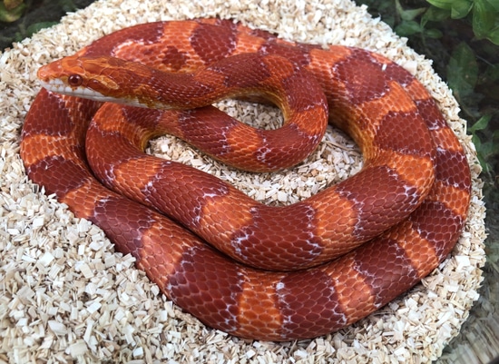 Proven Male Sunglow Fluorescent Reverse Okeetee Corn Snake by Jeff Serrao