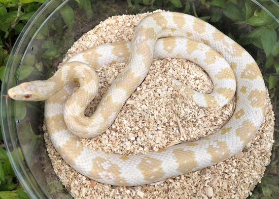 Proven Adult Red Factor Snow Female Corn Snake by Jeff Serrao