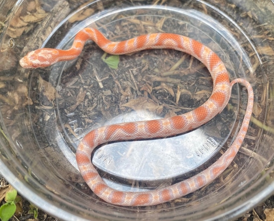 2023 Mandarin Okeetee's Corn Snake by Jeff Serrao