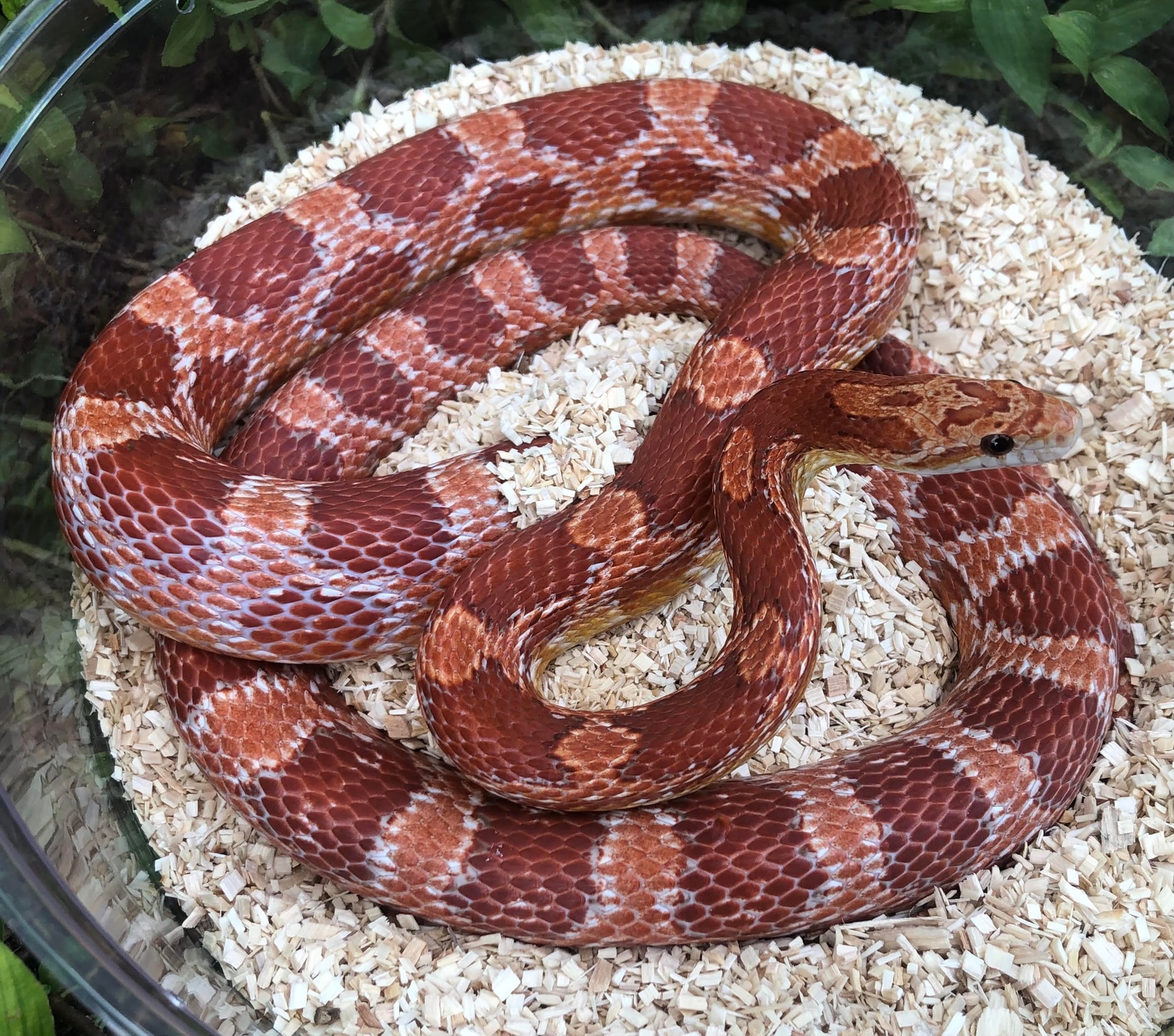Proven Hypo Adult Het Silver Queen Ghost Sunkissed Shatter Pair Corn ...