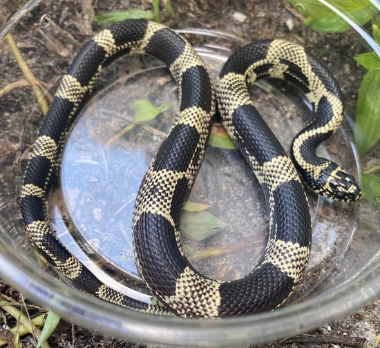 Yearling Mosaic SC Chain King Male Eastern Kingsnake by Jeff Serrao