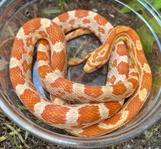 Female Amel Sub-adult Corn Snake by Jeff Serrao