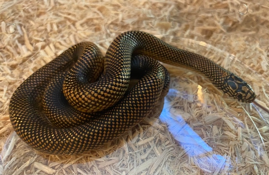 2023 Patternless Male Liberty County Apalachicola Kingsnake by Jeff Serrao