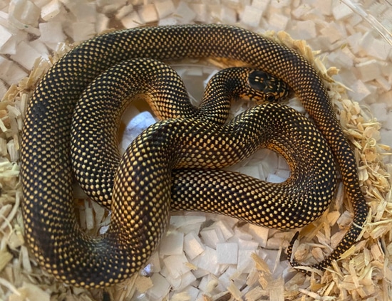 Patternless Male Well Started Liberty County Meansi Apalachicola ...