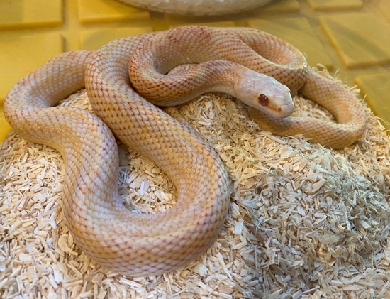 Adult Male True Albino Texas Western Rat Snake by Jeff Serrao