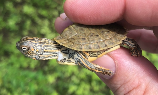 CB Texas Map Turtles (Versa) by Jeff Serrao