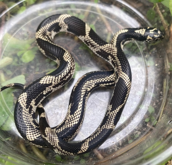 2023 Mosaic SC Chain King Male Eastern Kingsnake by Jeff Serrao
