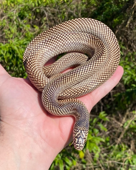Adult Male Patternless Liberty County Meansi Apalachicola Kingsnake by ...