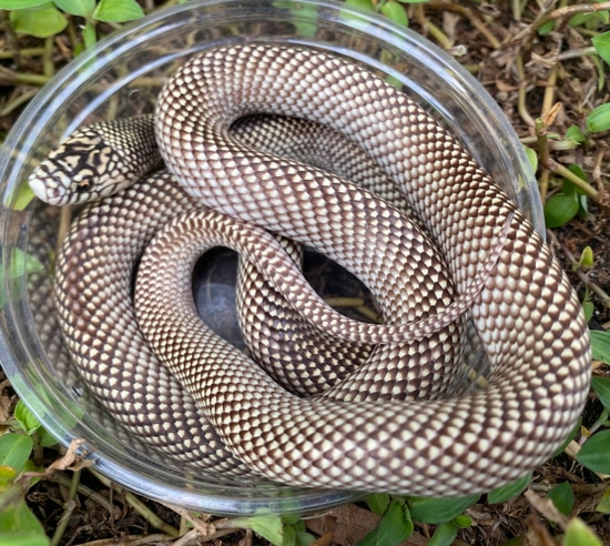 Subadult Male Patternless Liberty County Meansi Apalachicola Kingsnake ...
