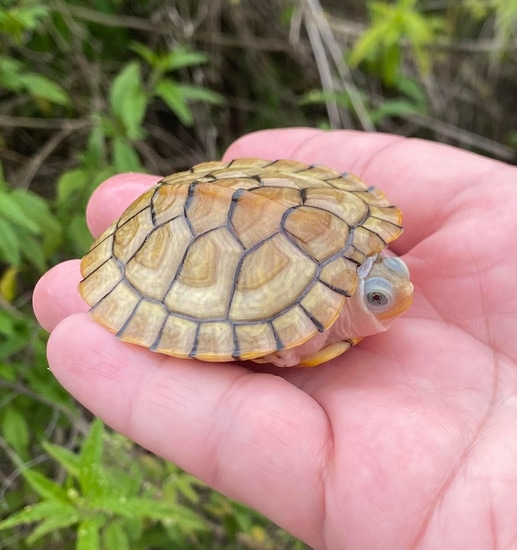 Translucent (AKA Hybino) Red-Eared's -Well Started Slider Turtle by ...