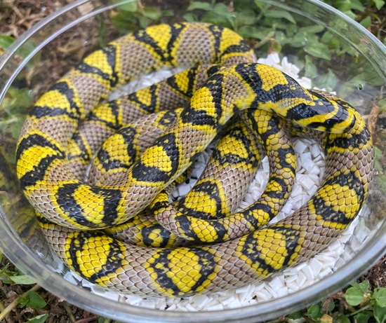 CB Adult Mandarin Rat Pair Mandarin Rat Snake by Jeff Serrao