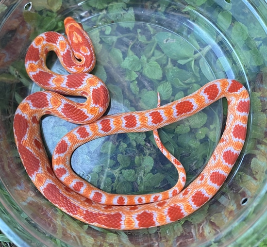 Yearling Fluorescent Line Reverse Okeetee's Corn Snake by Jeff Serrao