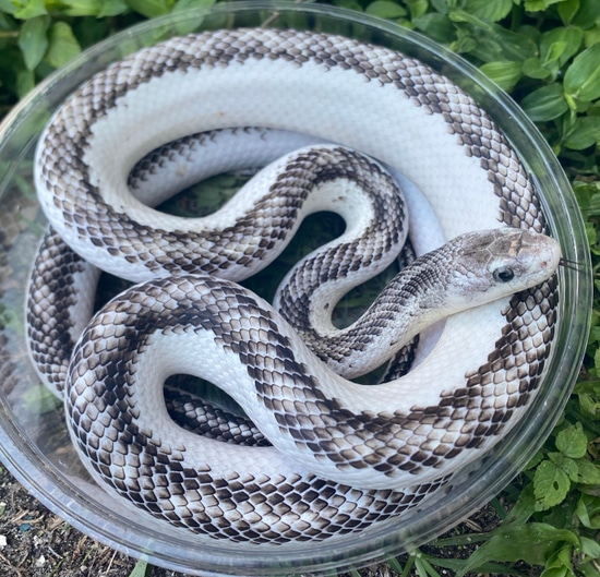 White Sided Aka Licorice Black Rat Female Eastern Rat Snake by Jeff Serrao