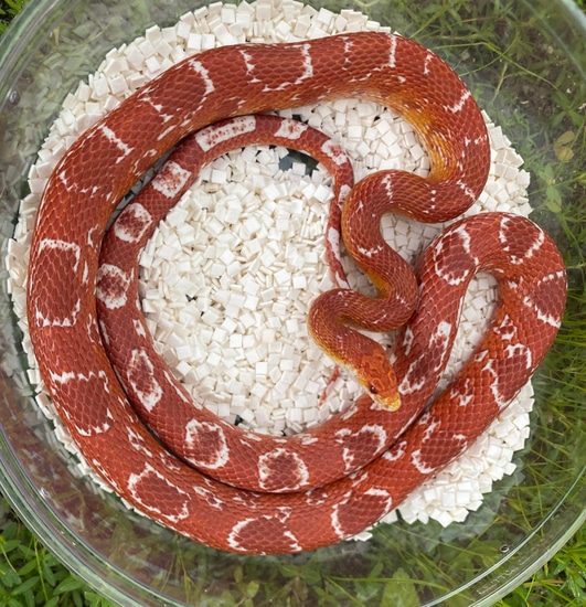 Proven Male Red Zep Corn Snake by Jeff Serrao