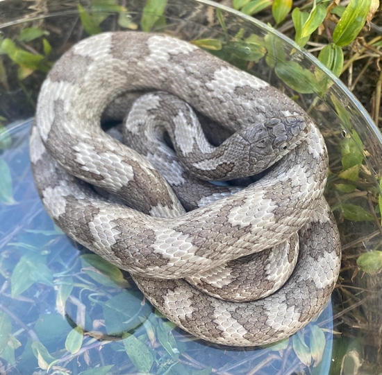 CB Jackson County Oak Pair Gray Rat Snake by Jeff Serrao