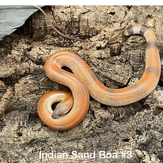 Indian Sand Boa, Female #3 With Free Shipping by Dr J's Exotics