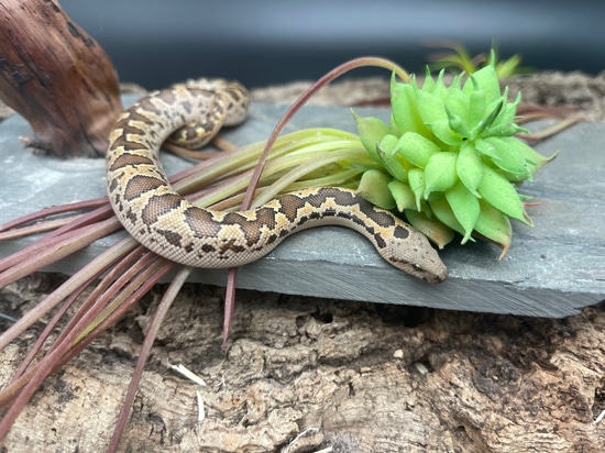 Rough-Scaled Female #2 Rough-Scaled Sand Boa by Dr J's Exotics