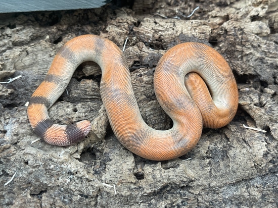 Indian Sand Boa Male by Dr J's Exotics
