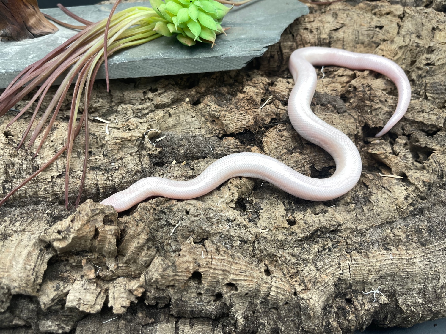 Limburg Snow Male With Free Shipping Rosy Boa by Dr J's Exotics ...