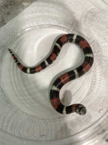 Tricolor Hognose Tri-Color Hognose by Dr J's Exotics