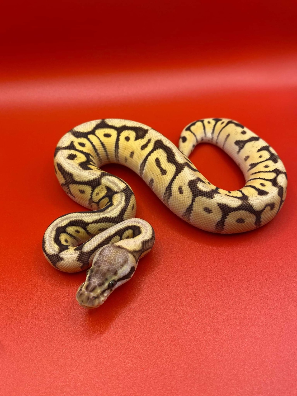 Bumblebee Mojave 100% Het Clown Ball Python by Bmore Exotics - MorphMarket