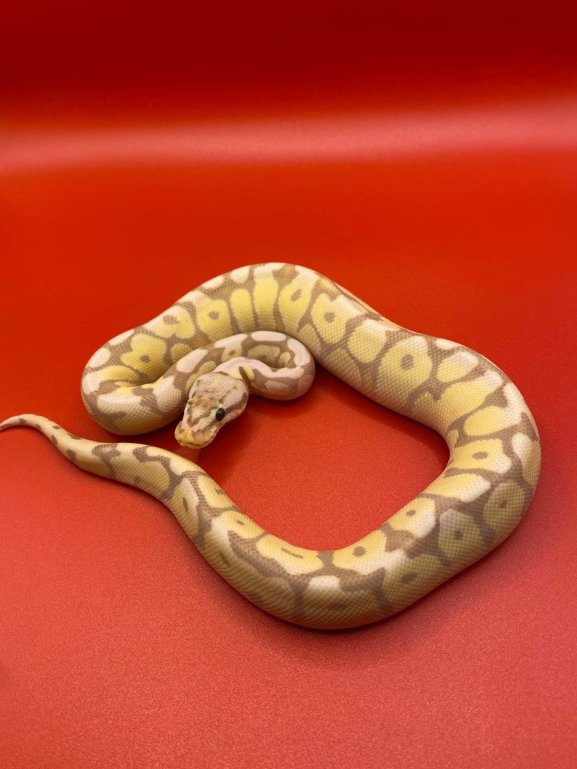 Banana Mojave Bee 100% Het Clown Ball Python by Bmore Exotics - MorphMarket