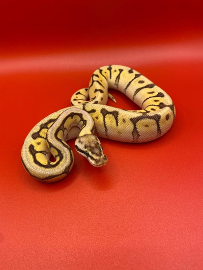 Bumblebee Mojave 100% Het Clown Ball Python by Bmore Exotics
