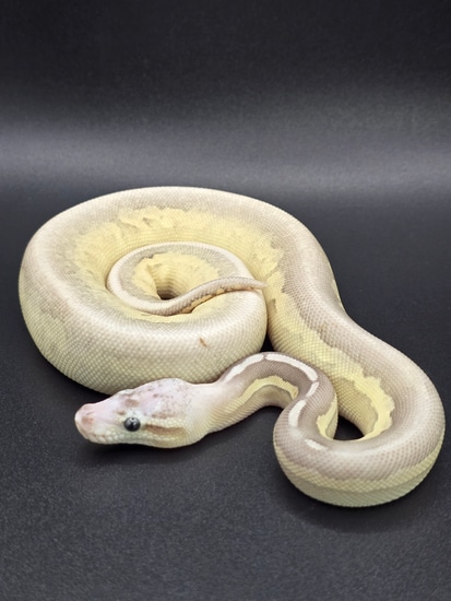 Super Pastel Cinnamon Mojave Vanilla Scaleless Head Ball Python by ...