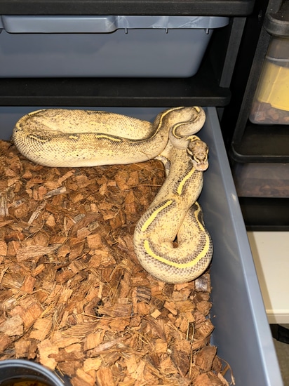 Freeway Ball Python by Salty city constrictors