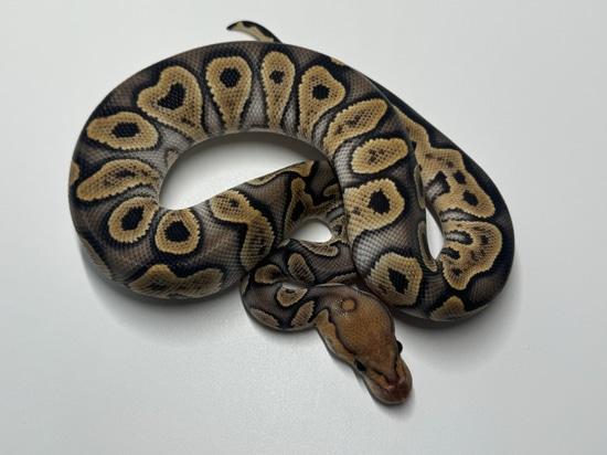 Ghi Wookie/choc Clown Ball Python by Blackline reptiles