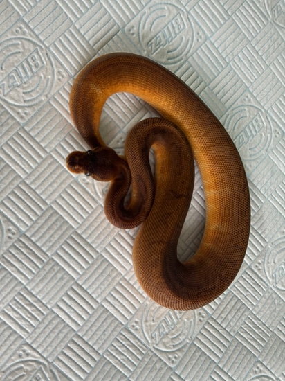 Sunset Enchi Pinstripe Ball Python by Blackline reptiles