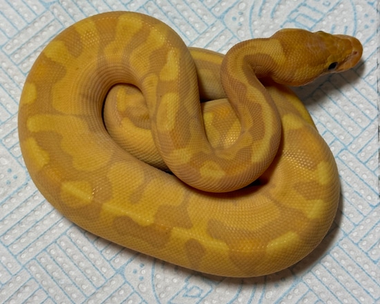 Sunset Banana Enchi Ball Python by Blackline reptiles