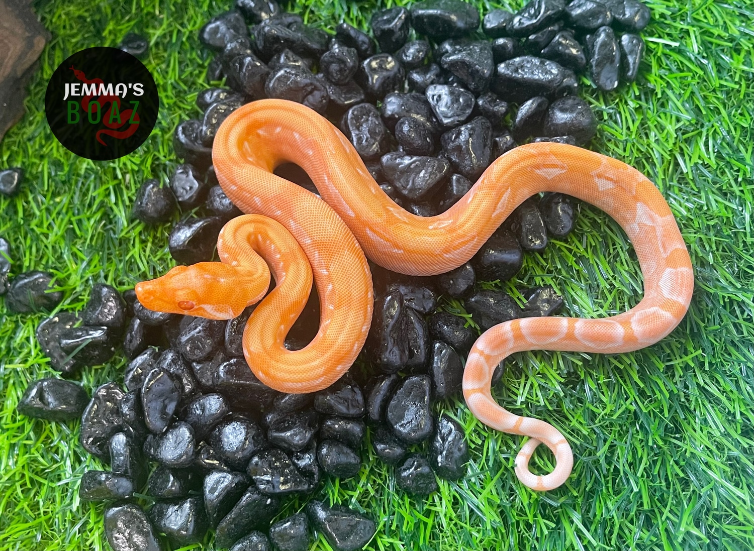 Red Dragon Boa Constrictor by Jemma’s Boaz - MorphMarket