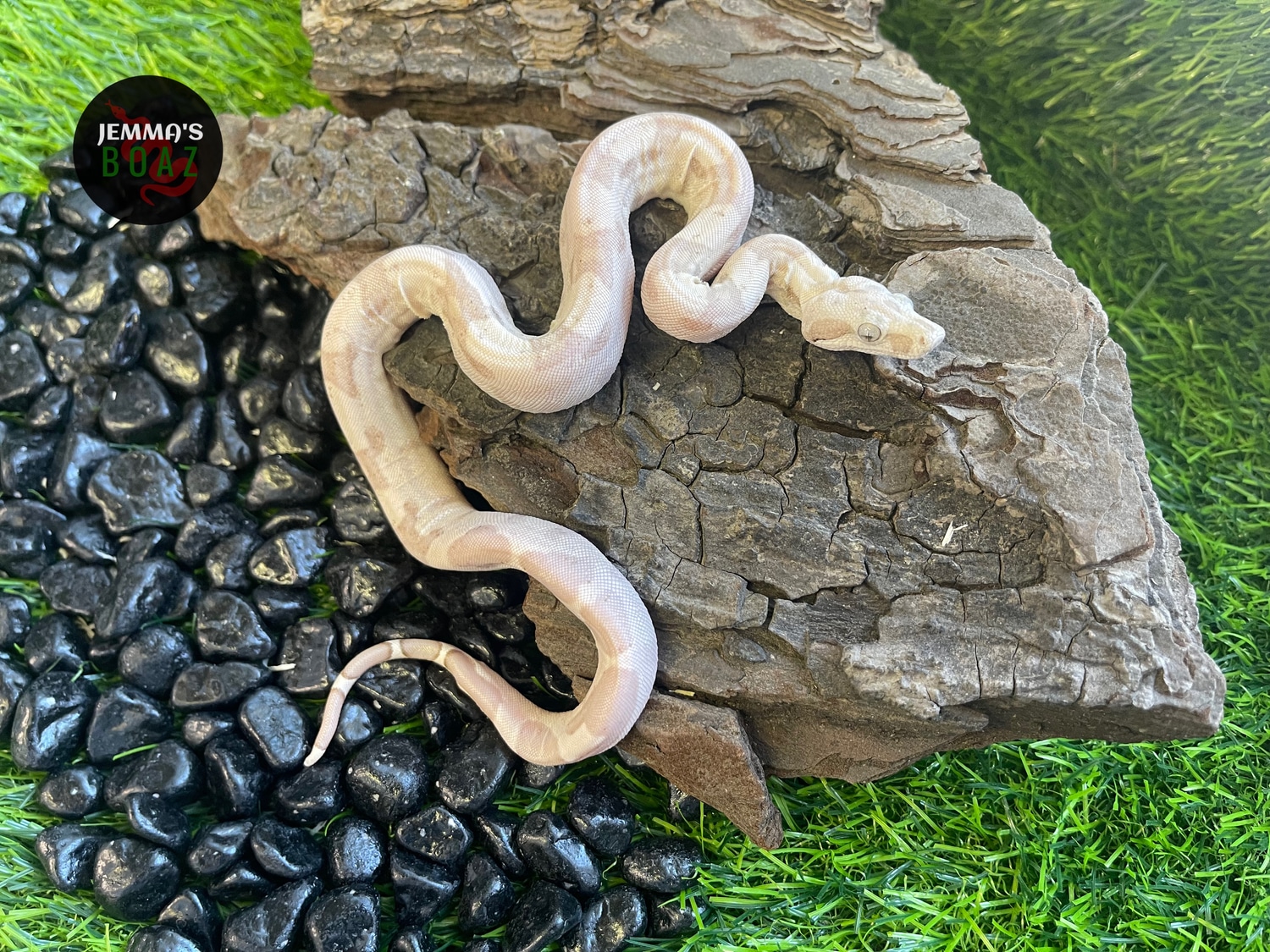 VPI T+ Snowglow Boa Constrictor by Jemma’s Boaz - MorphMarket