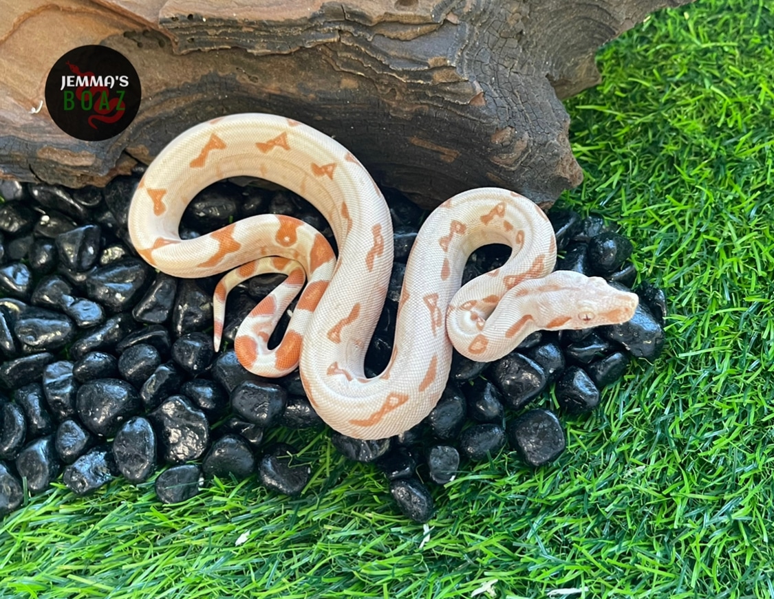 Super Sunglow 66% Het Anery Boa Constrictor by Jemma’s Boaz - MorphMarket