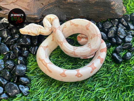 Super Sunglow 66% Het Anery Boa Constrictor by Jemma’s Boaz