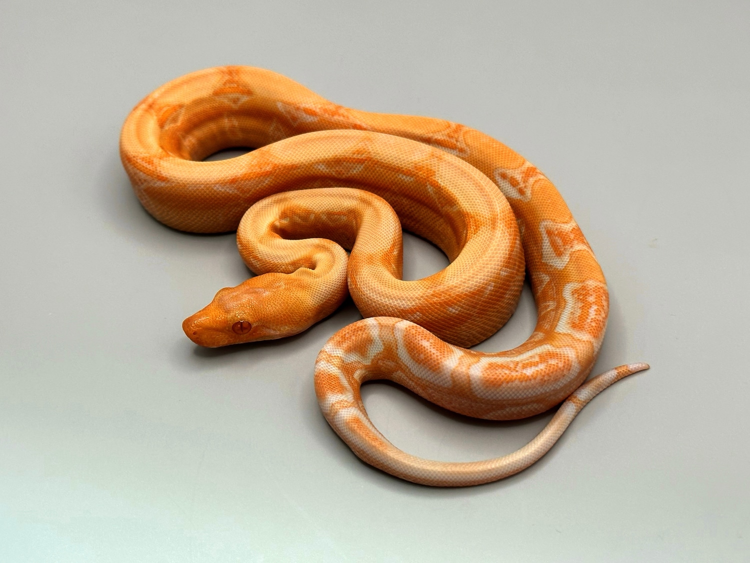 Red Dragon Kahl Boa Constrictor by Jemma’s Boaz - MorphMarket