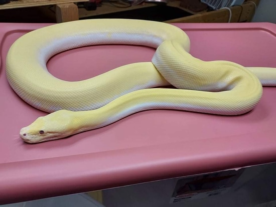Blizzard Pos. Granite Burmese Python by Jem Serpents