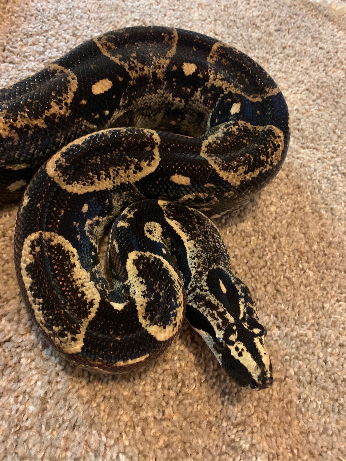 Russo Line Peruvian Long-tailed Boa Constrictor by Jem Serpents ...
